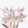 Red Filigree Lace Japanese Maples For Sale Online | The Tree Center