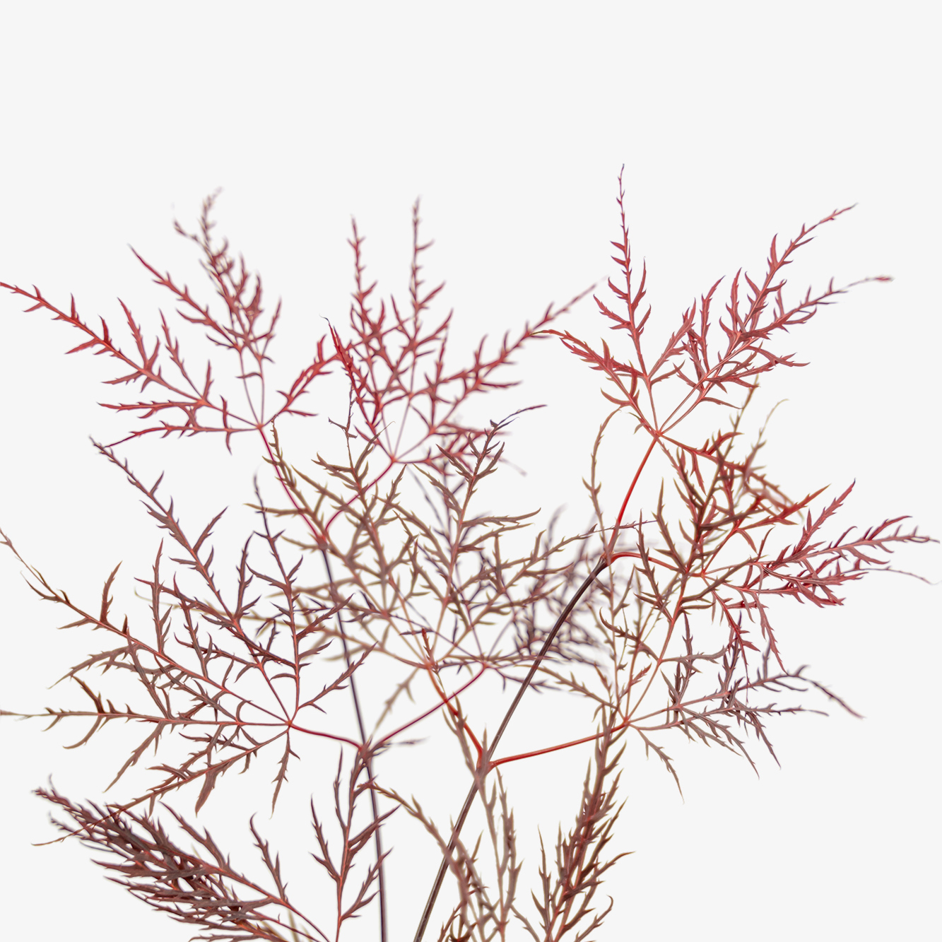 Red Filigree Lace Japanese Maples For Sale Online | The Tree Center
