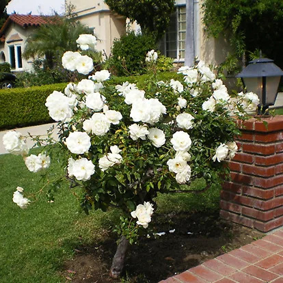White Out Rose - Tree Form For Sale Online | The Tree Center