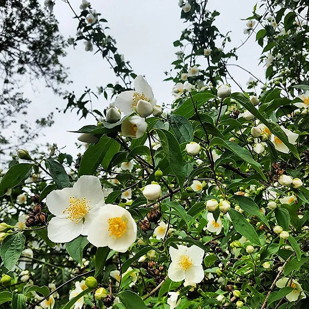 White Out Rose - Tree Form For Sale Online | The Tree Center
