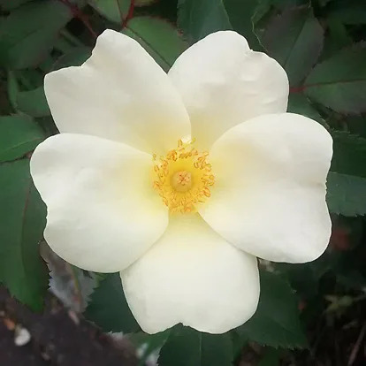 White Out Rose - Tree Form For Sale Online | The Tree Center