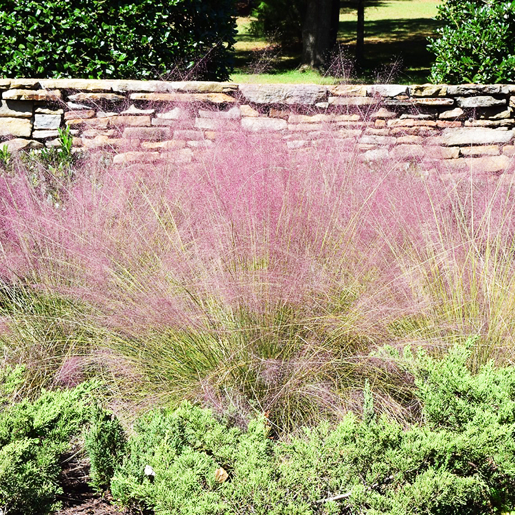 Coastal Muhly Grass For Sale Online | The Tree Center