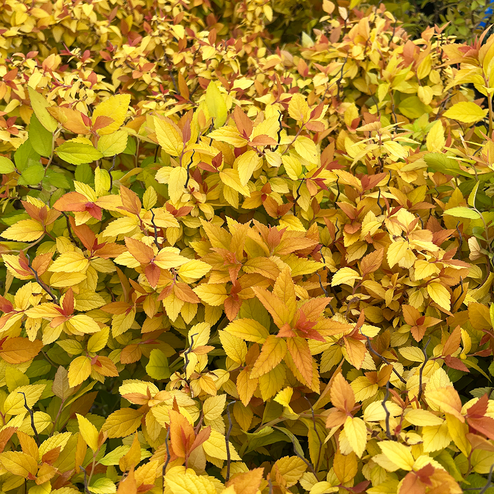 Double Play® Candy Corn® Spireas For Sale Online | The Tree Center