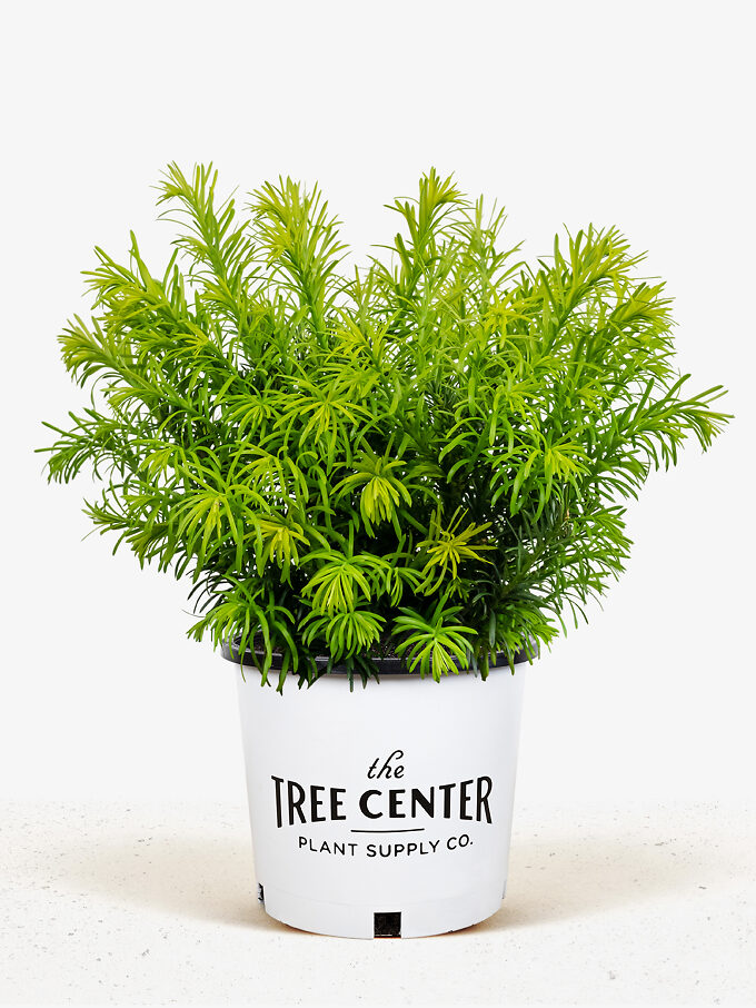 Korean Gold Plum Yew For Sale Online | The Tree Center