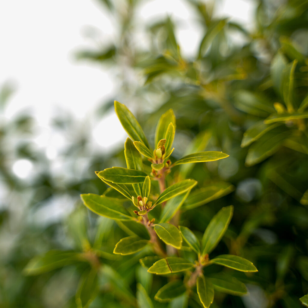 Gem Box® Inkberry Holly For Sale Online | The Tree Center
