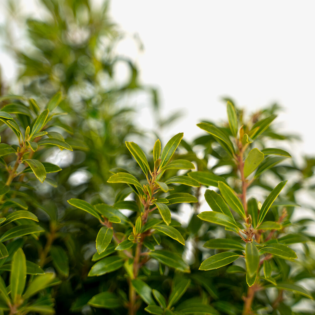 Gem Box® Inkberry Holly For Sale Online | The Tree Center