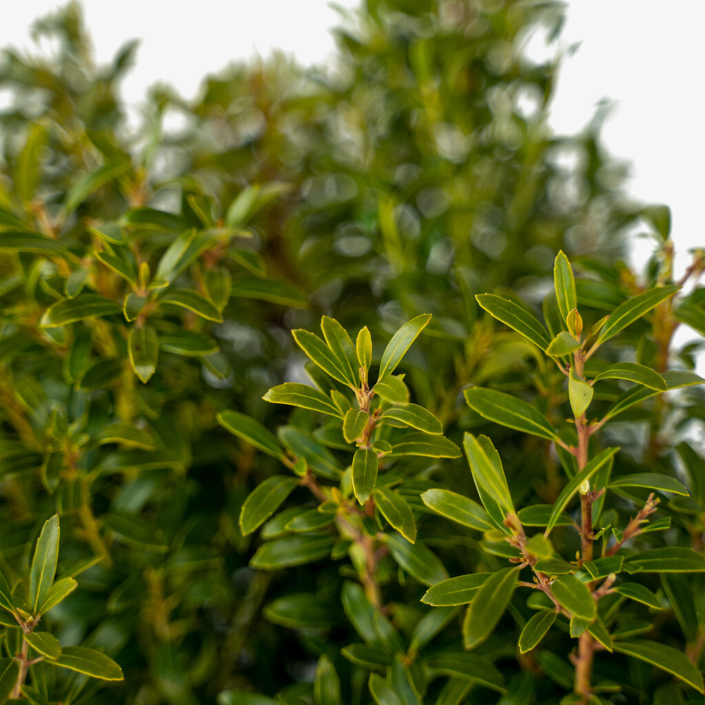 Gem Box® Inkberry Holly For Sale Online | The Tree Center