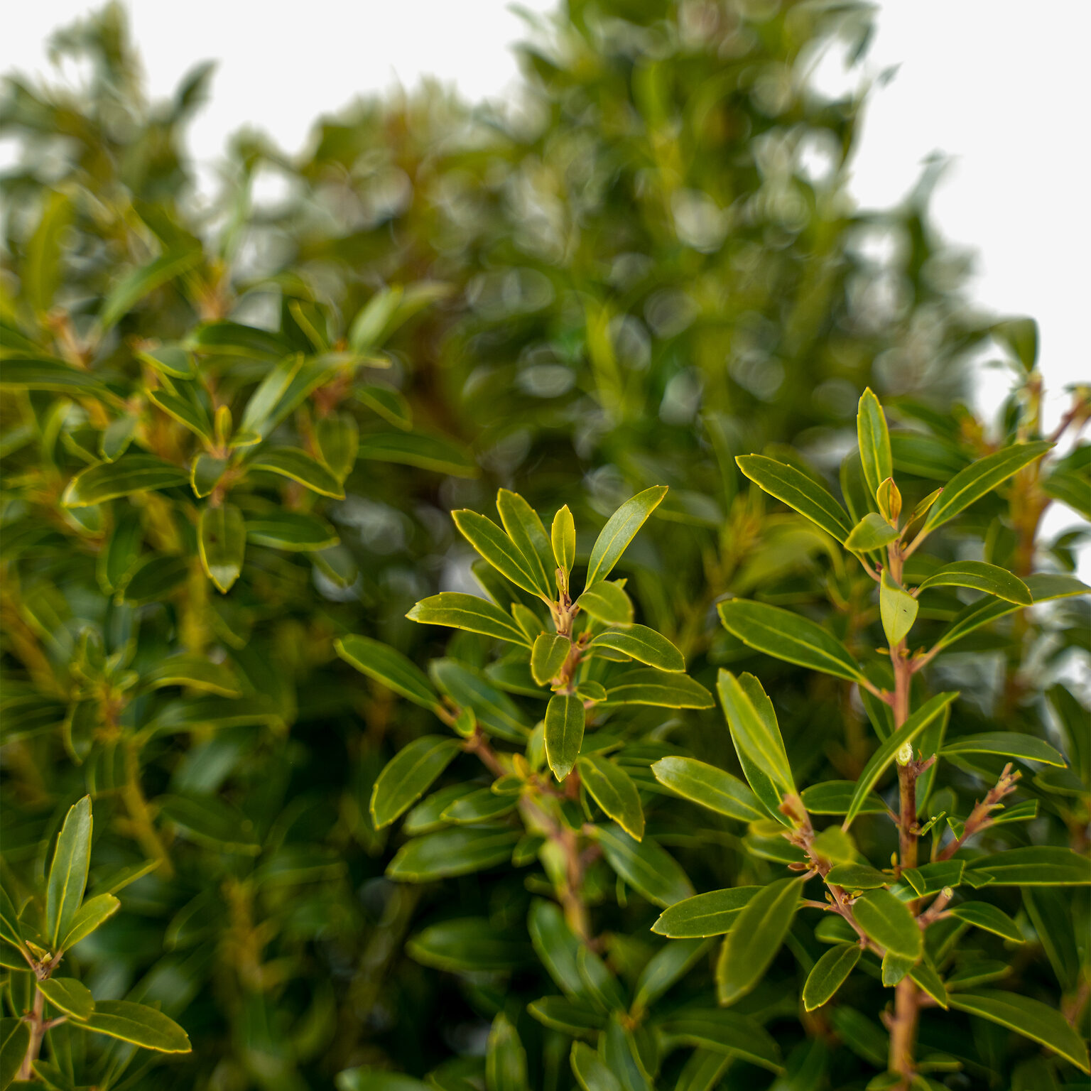 Gem Box® Inkberry Holly For Sale Online | The Tree Center
