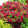 Red Prince Weigela For Sale Online | The Tree Center