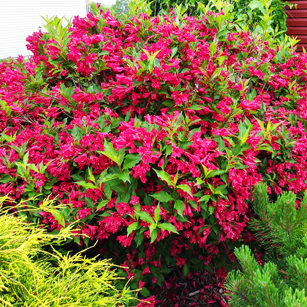 Red Prince Weigela For Sale Online | The Tree Center