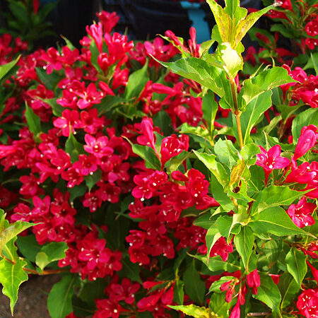 Red Prince Weigela For Sale Online | The Tree Center
