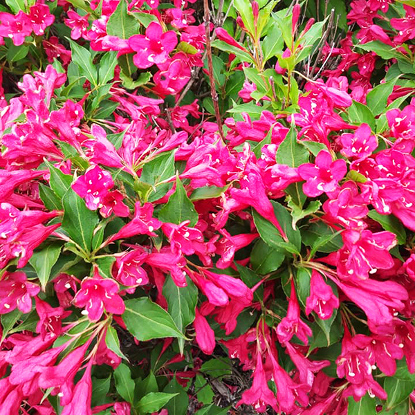 Red Prince Weigela For Sale Online | The Tree Center
