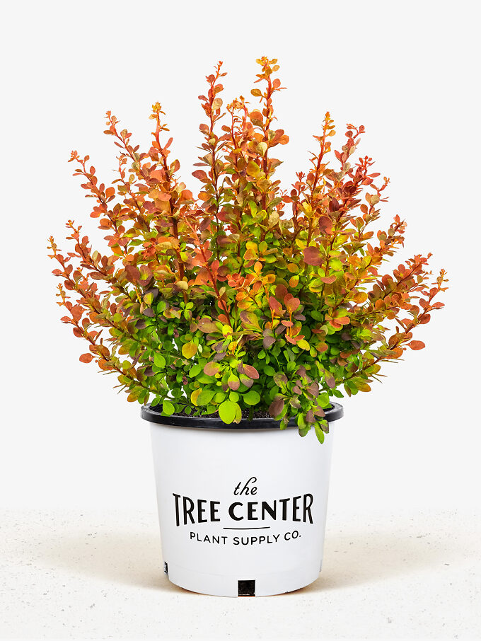 Orange Rocket Barberry Shrubs For Sale | The Tree Center