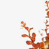 Sunjoy® Tangelo Barberry For Sale Online | The Tree Center