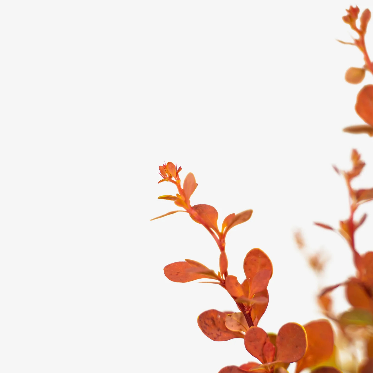 Sunjoy® Tangelo Barberry For Sale Online | The Tree Center