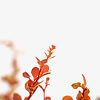 Sunjoy® Tangelo Barberry For Sale Online | The Tree Center