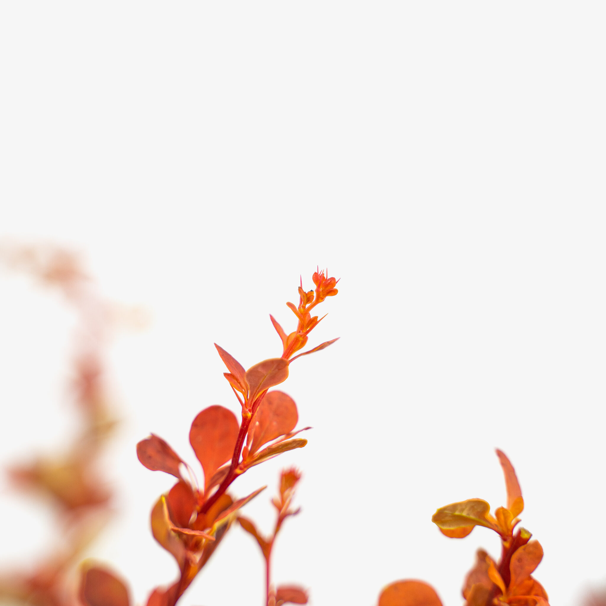 Sunjoy® Tangelo Barberry For Sale Online | The Tree Center