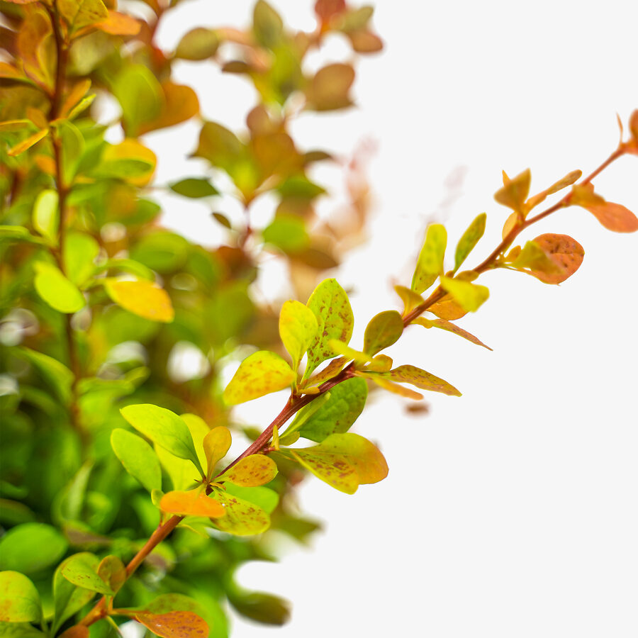 Sunjoy® Tangelo Barberry For Sale Online | The Tree Center