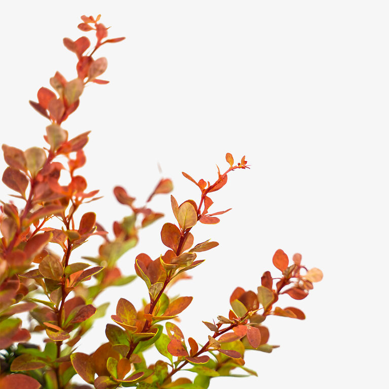 Sunjoy® Tangelo Barberry For Sale Online | The Tree Center