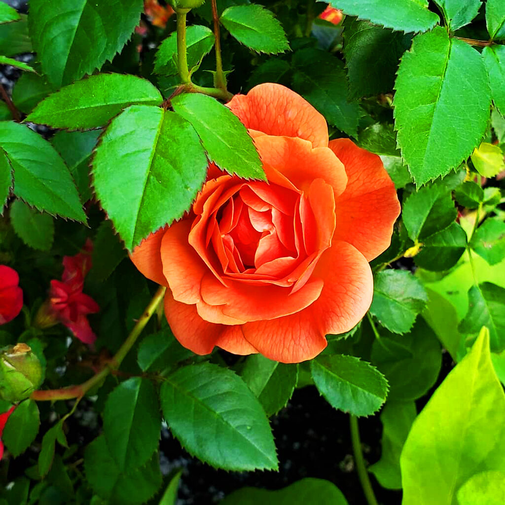 At Last® Rose For Sale | The Tree Center