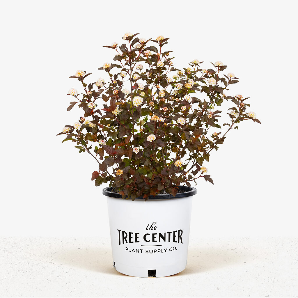 Ginger Wine® Ninebark For Sale | The Tree Center