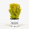 Sunjoy Gold Pillar® Barberry For Sale Online | The Tree Center