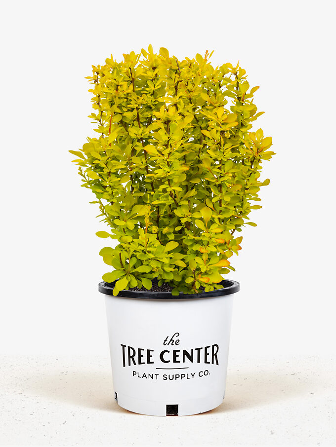 Helmond Pillar Barberry Shrubs For Sale | The Tree Center