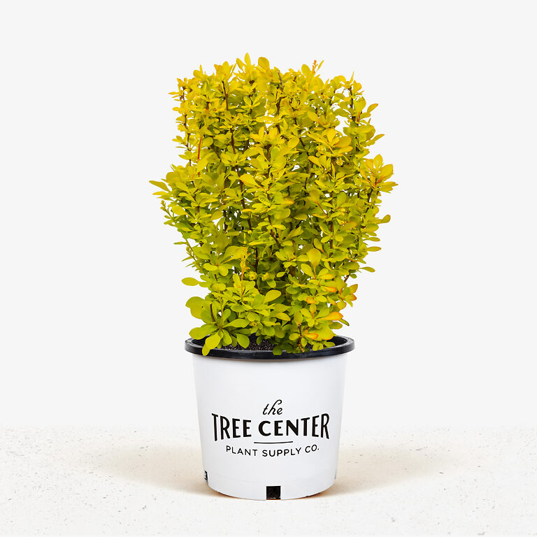 Sunjoy Gold Pillar® Barberry For Sale Online | The Tree Center