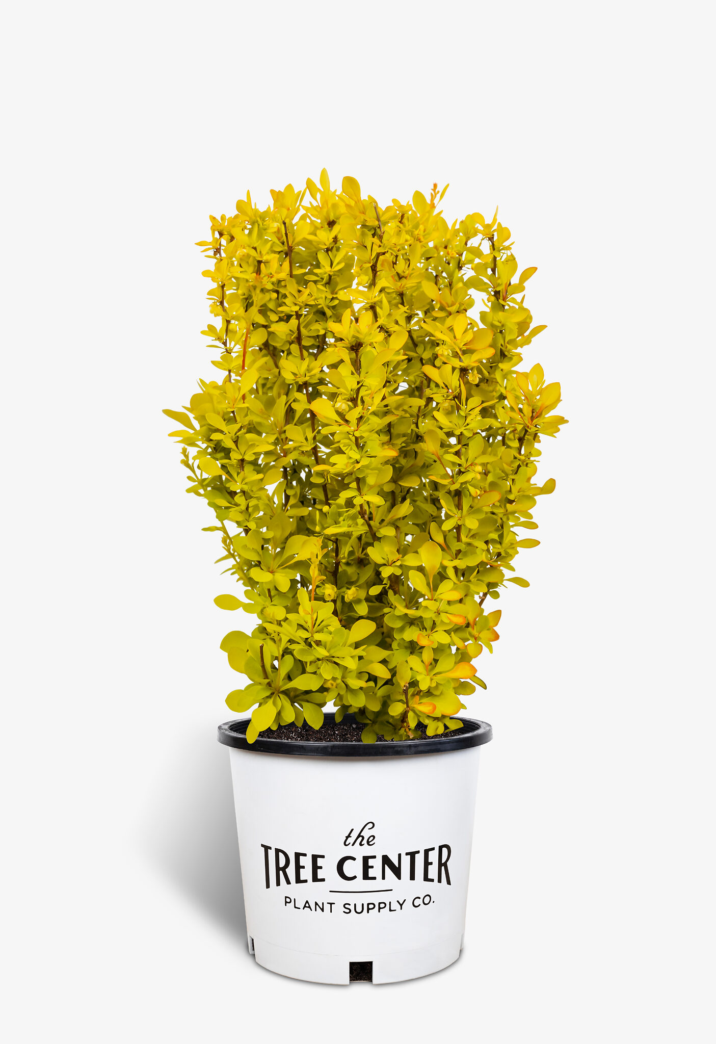 Sunjoy Gold Pillar® Barberry For Sale Online | The Tree Center