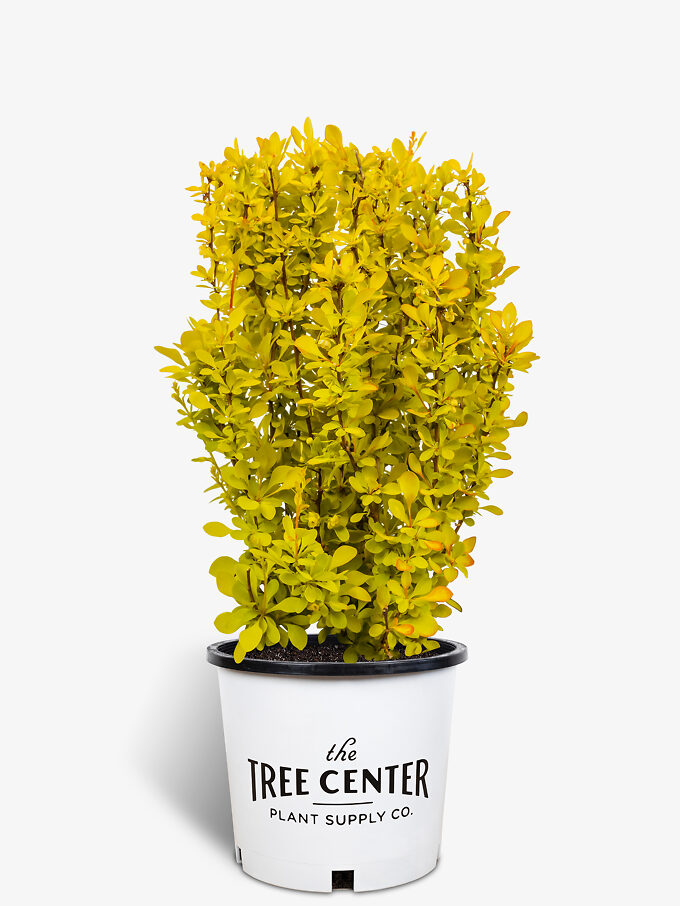 Barberry Aurea Nana For Sale | The Tree Center