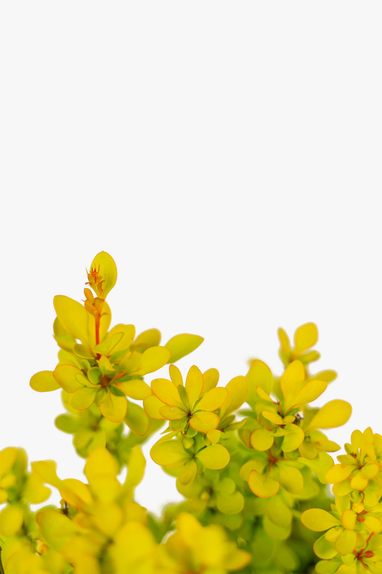 Sunjoy Gold Pillar® Barberry For Sale Online | The Tree Center