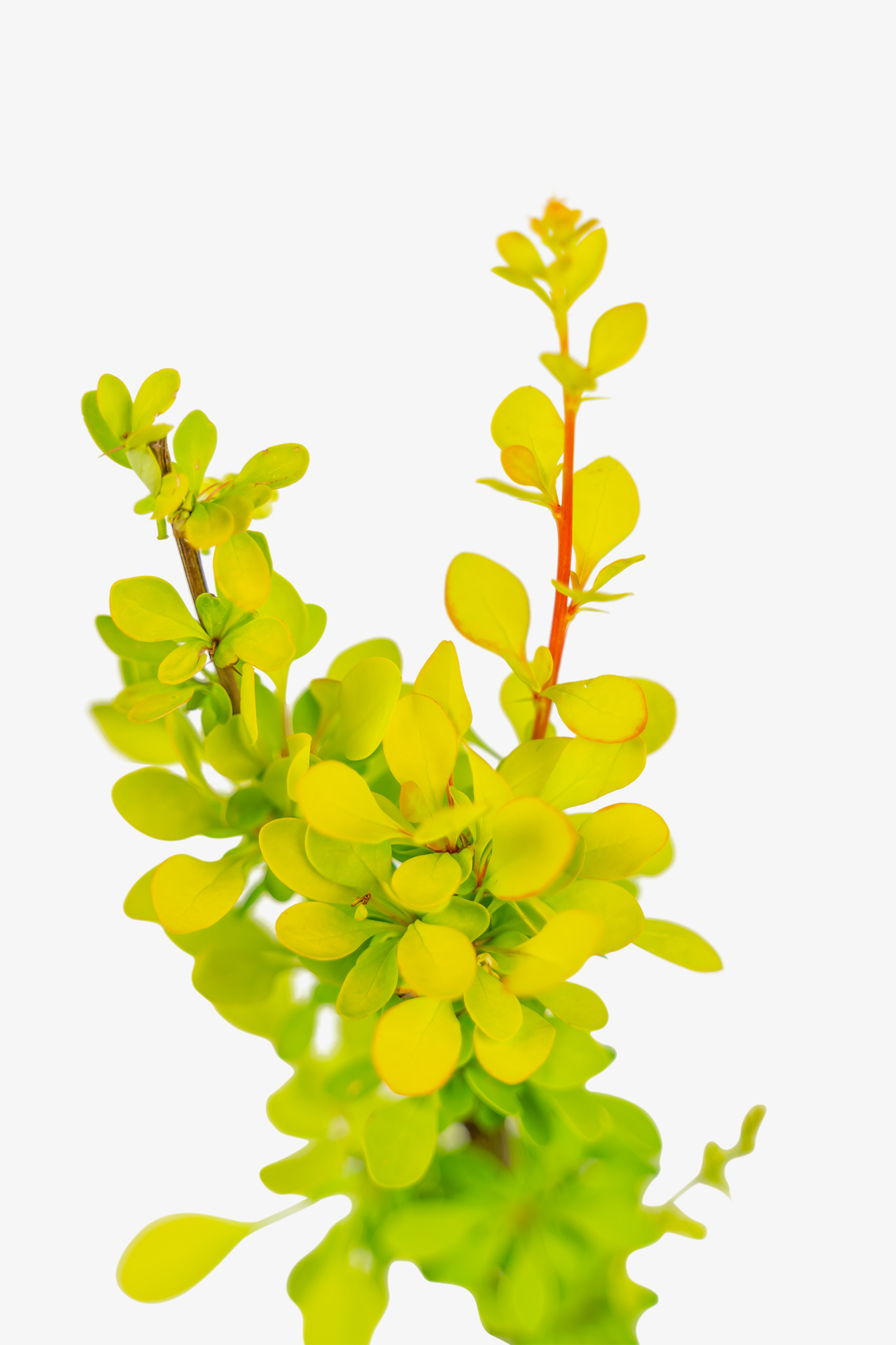 Sunjoy Gold Pillar® Barberry For Sale Online | The Tree Center
