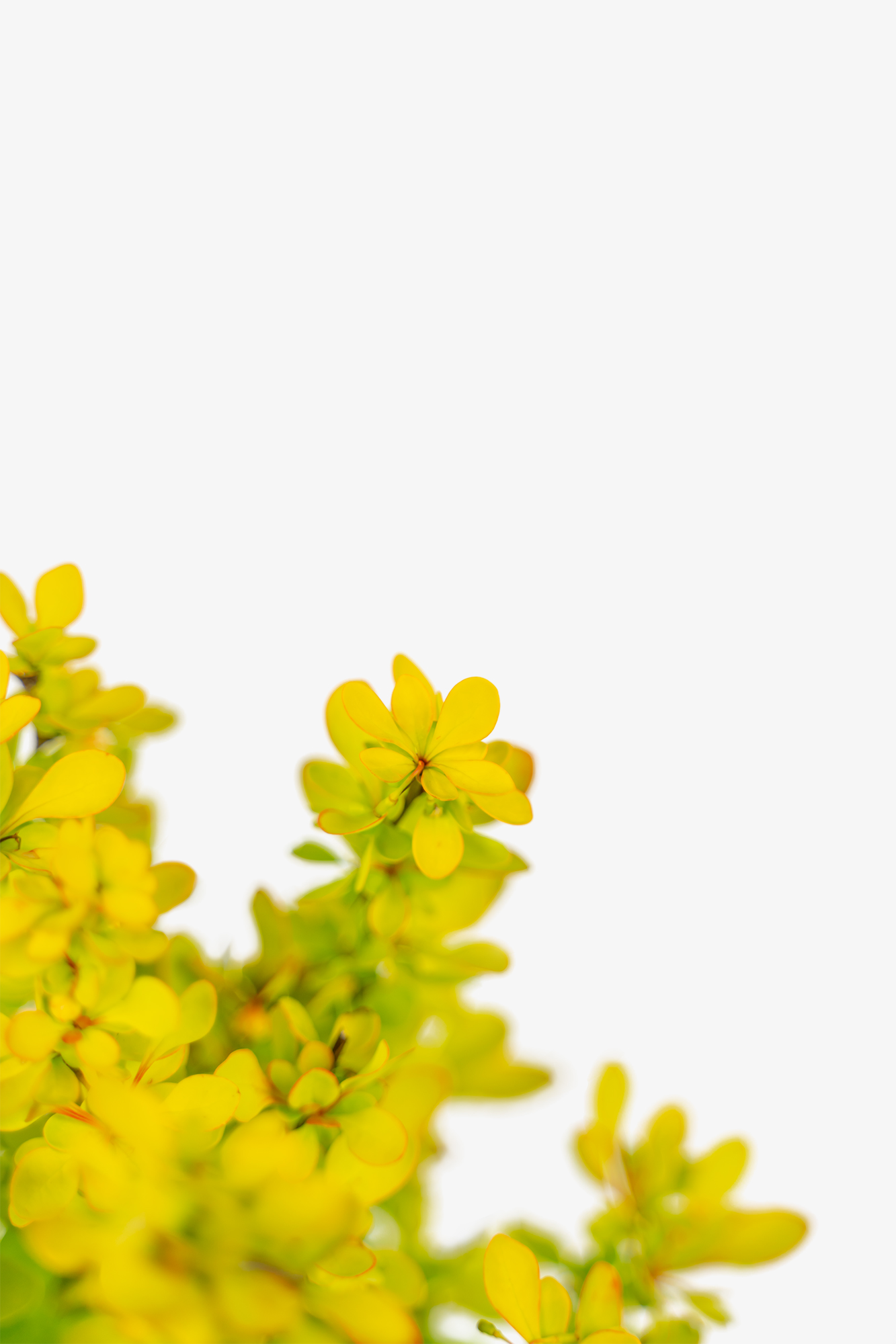 Sunjoy Gold Pillar® Barberry For Sale Online | The Tree Center