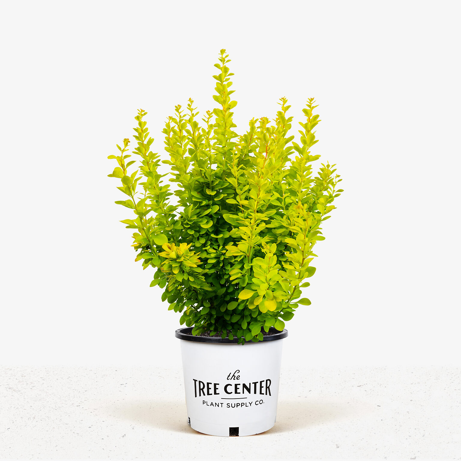 Sunjoy Gold Pillar® Barberry For Sale Online | The Tree Center