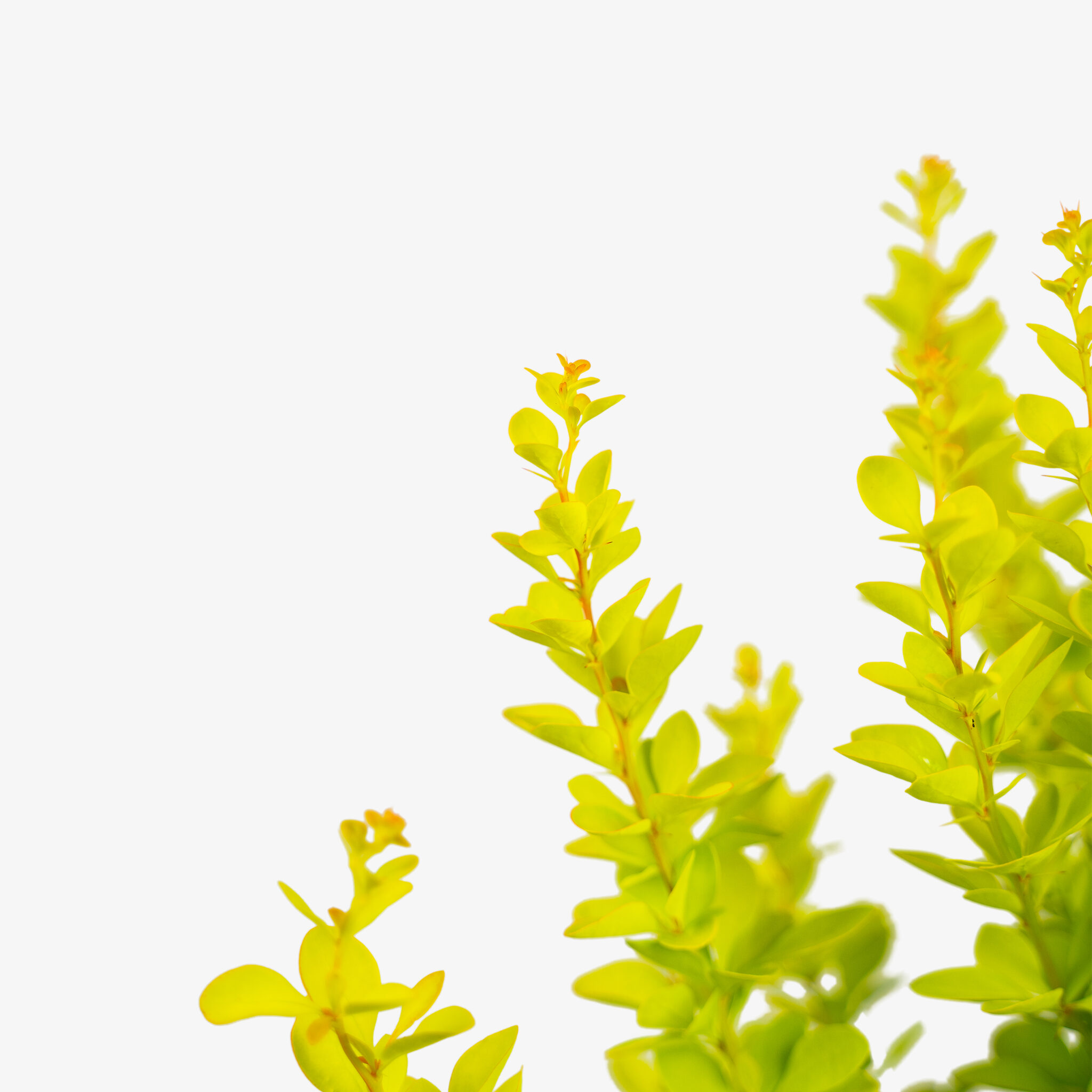 Sunjoy Gold Pillar® Barberry For Sale Online | The Tree Center