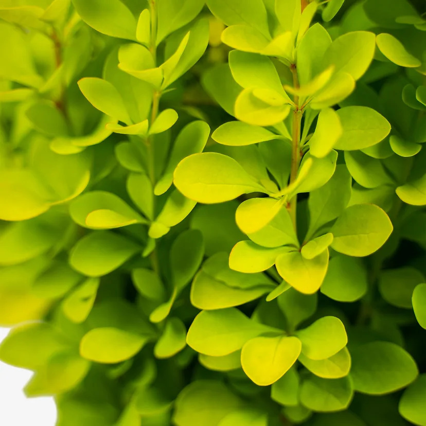 Sunjoy Gold Pillar® Barberry For Sale Online | The Tree Center