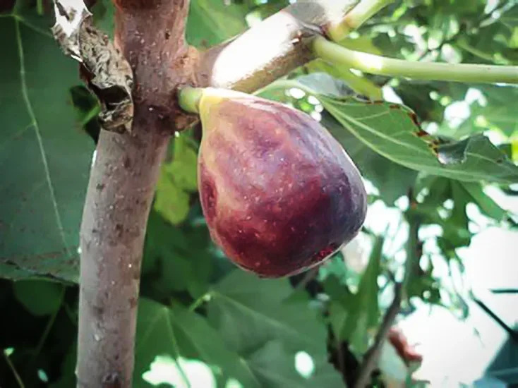 Black Italian Fig For Sale Online | The Tree Center