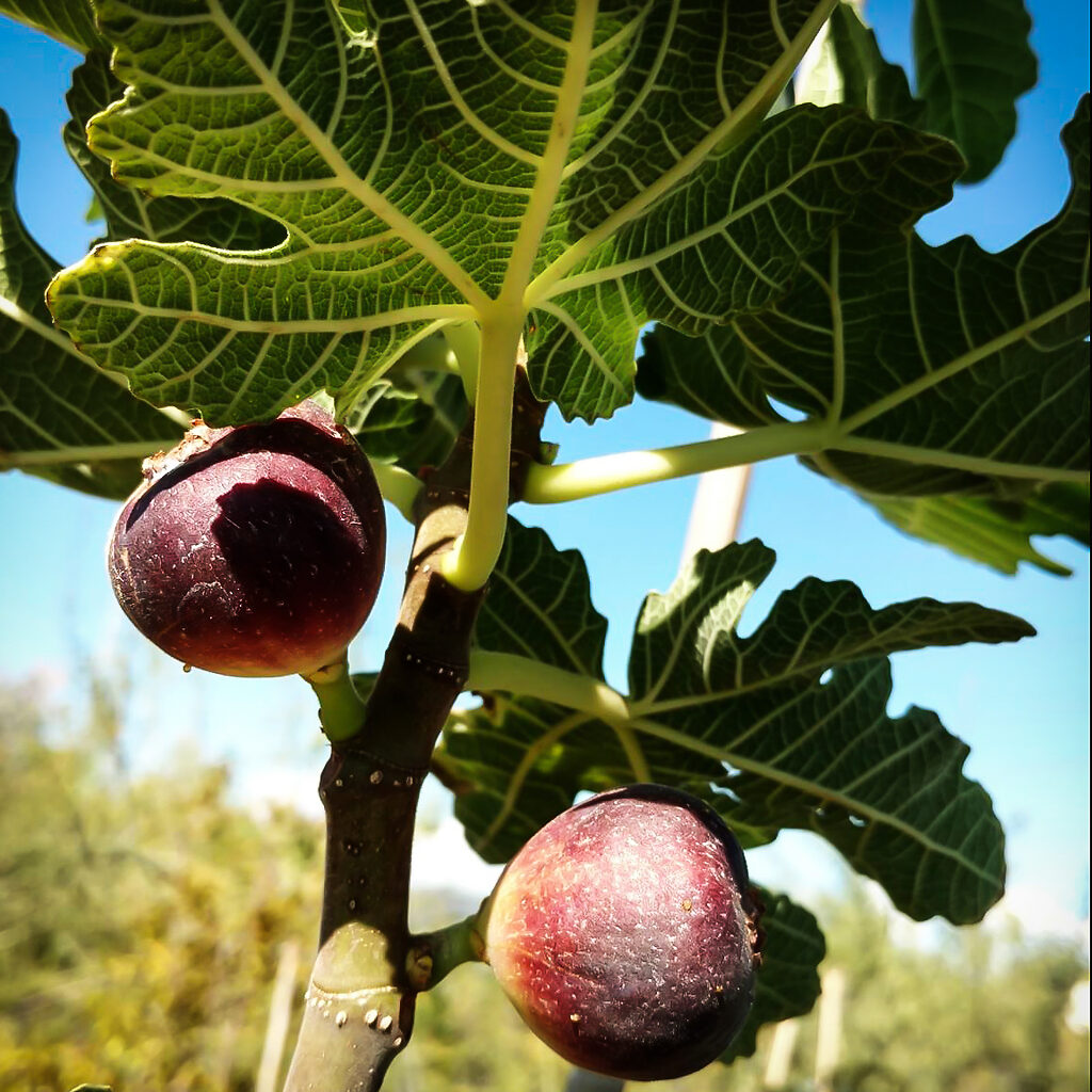 Black Italian Fig For Sale Online | The Tree Center