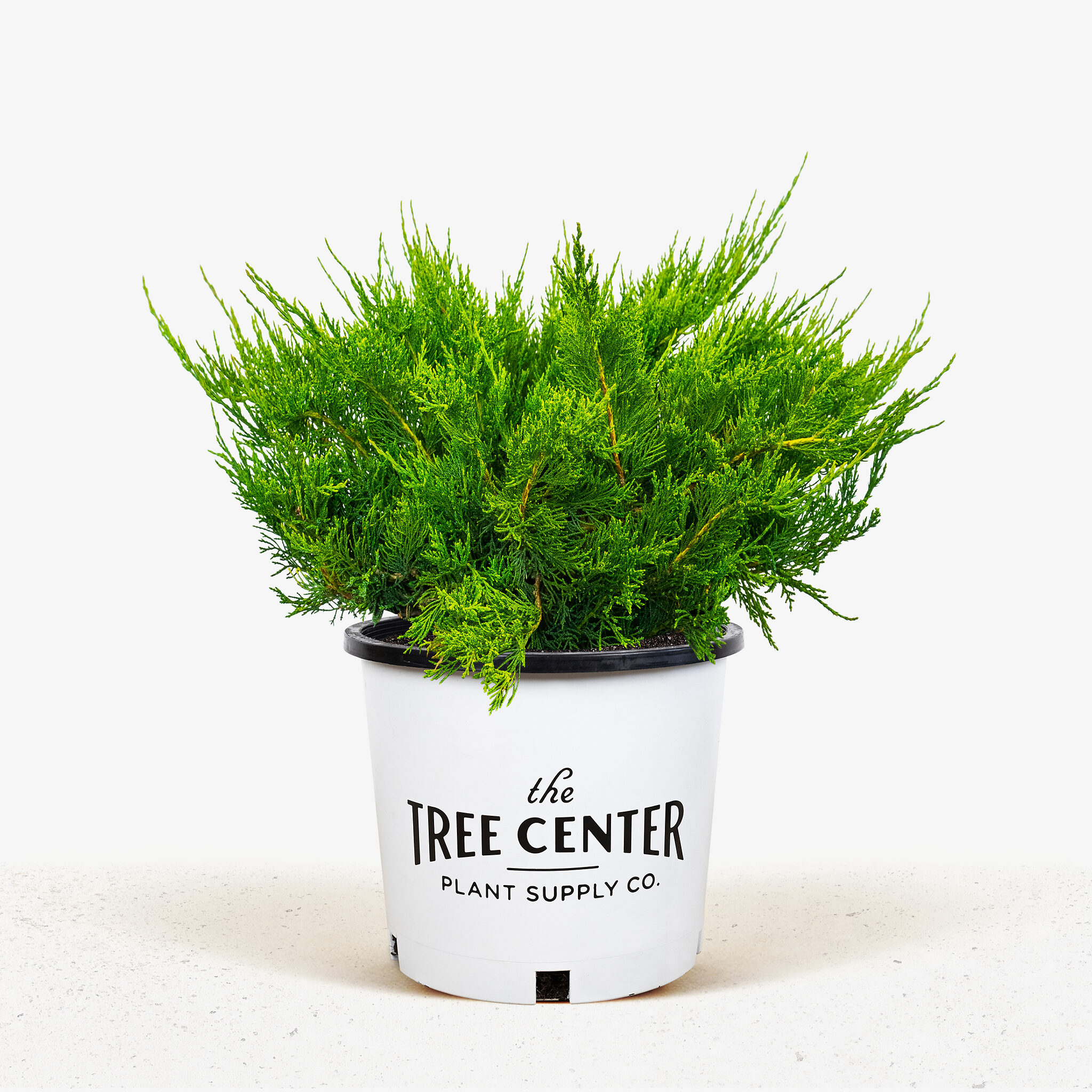 Buffalo Juniper For Sale Online | The Tree Center