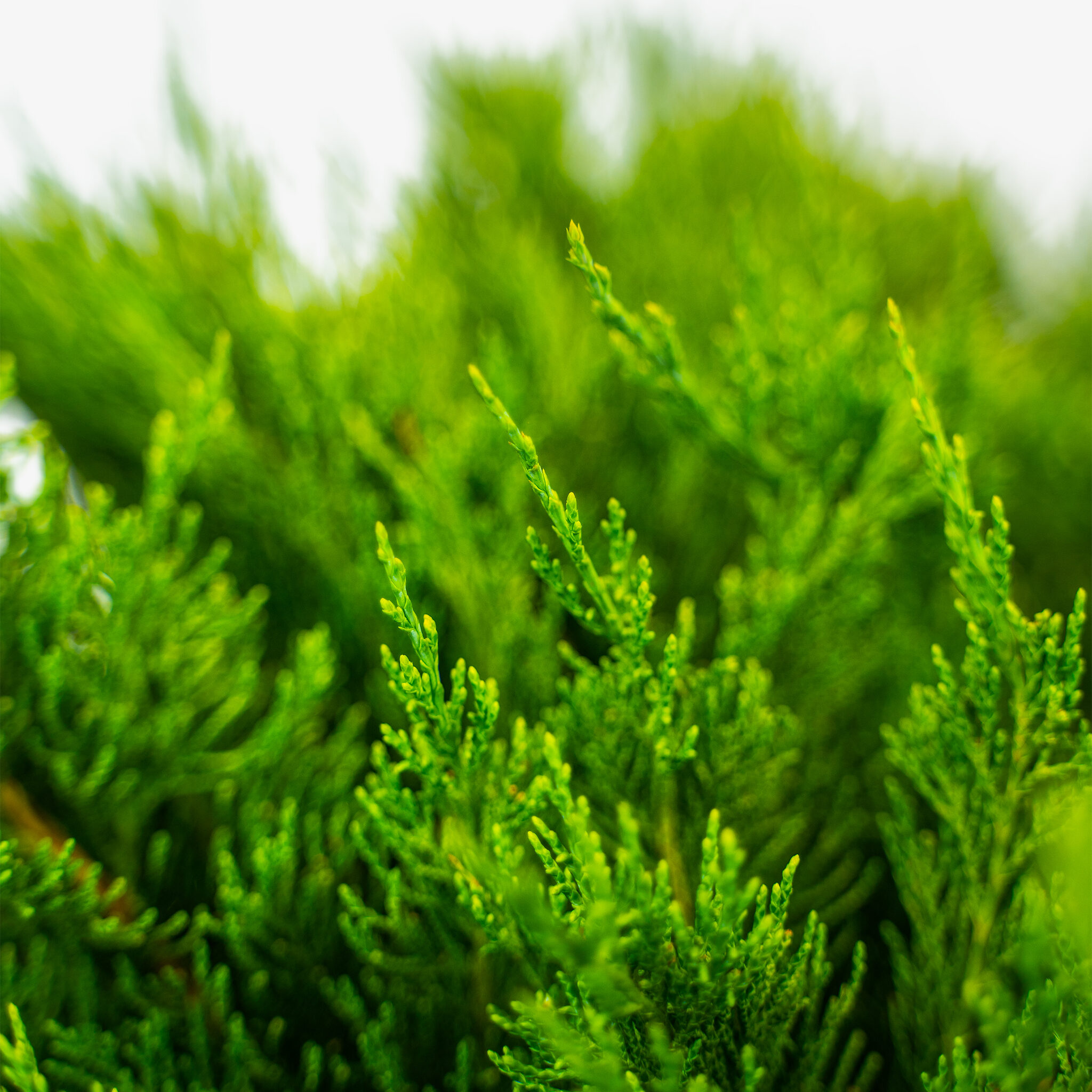 Buffalo Juniper For Sale Online | The Tree Center