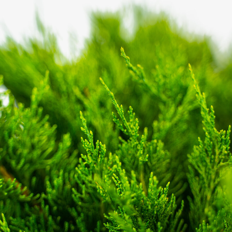 Buffalo Juniper For Sale Online | The Tree Center