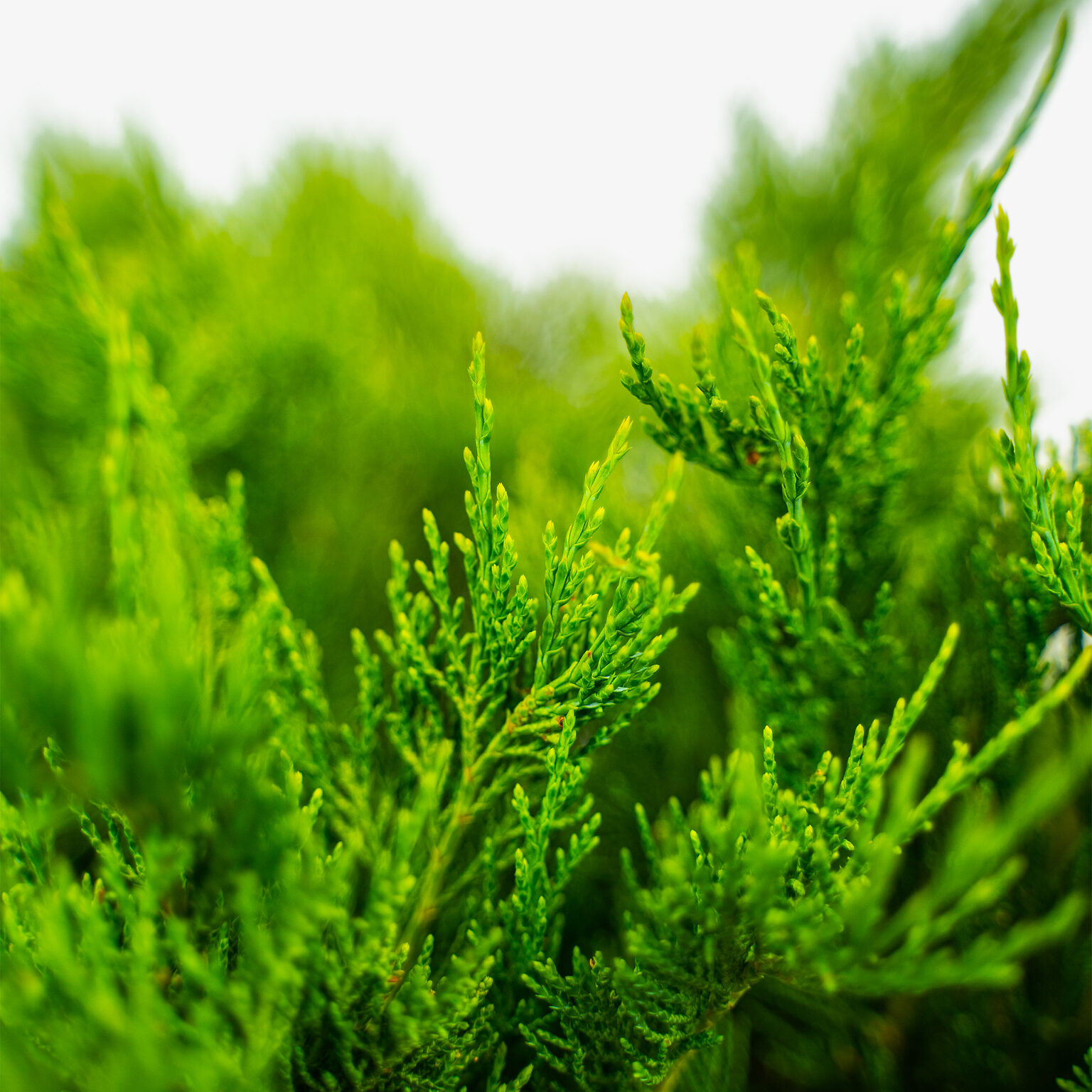 Buffalo Juniper For Sale Online | The Tree Center