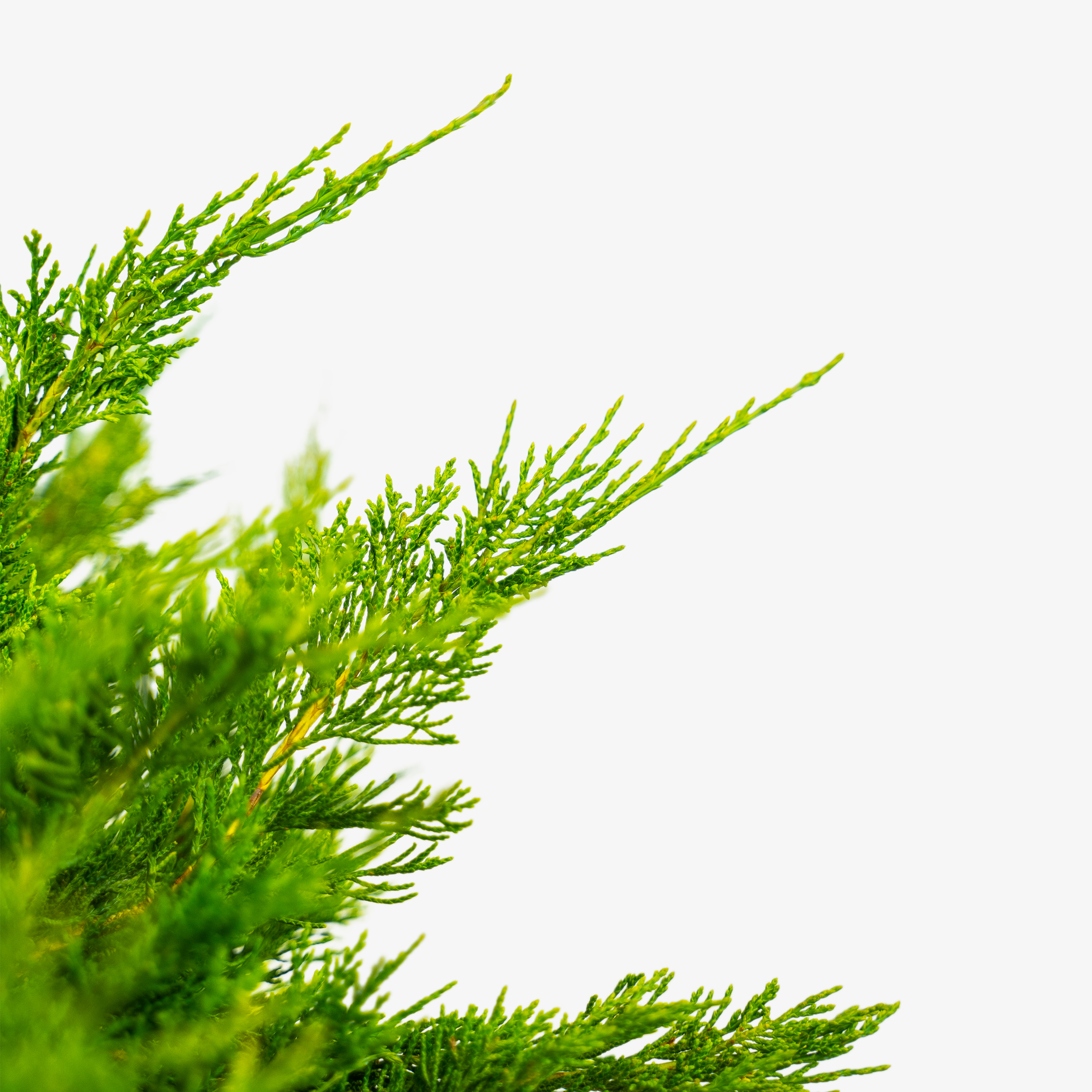 Buffalo Juniper For Sale Online | The Tree Center