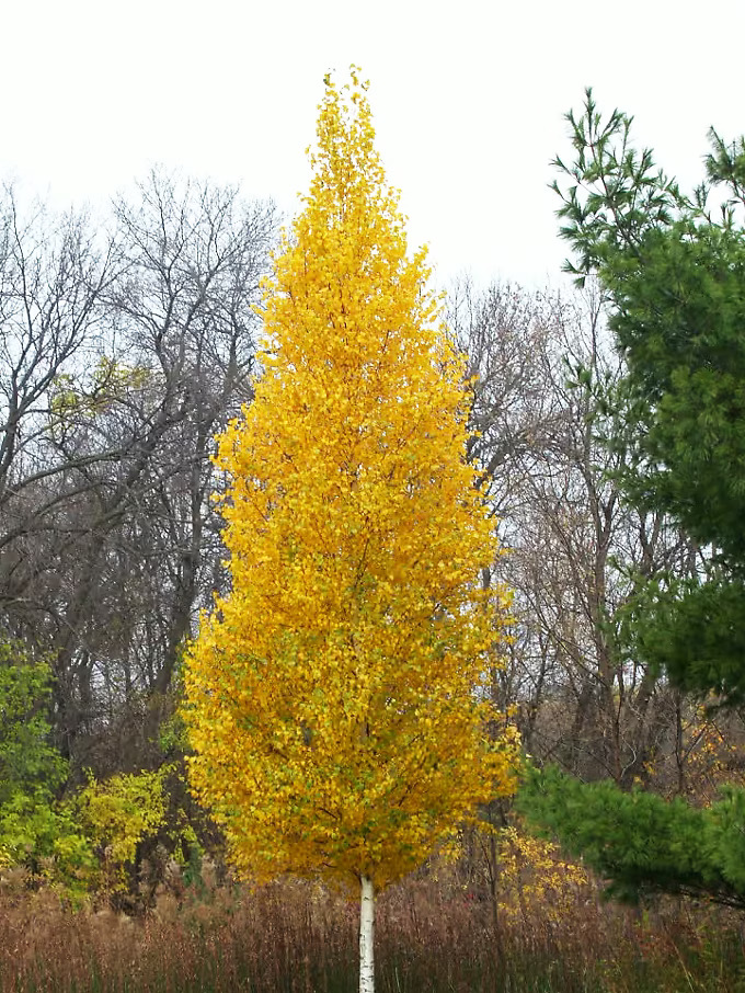 Birch Trees For Sale Online | The Tree Center