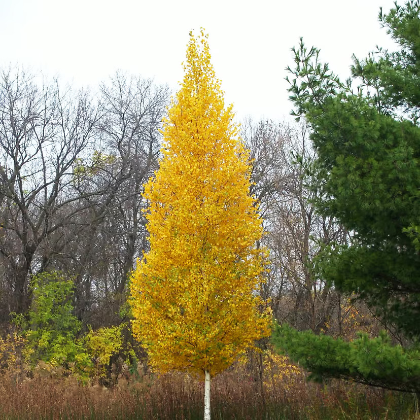 Dakota Pinnacle® Birch For Sale Online | The Tree Center
