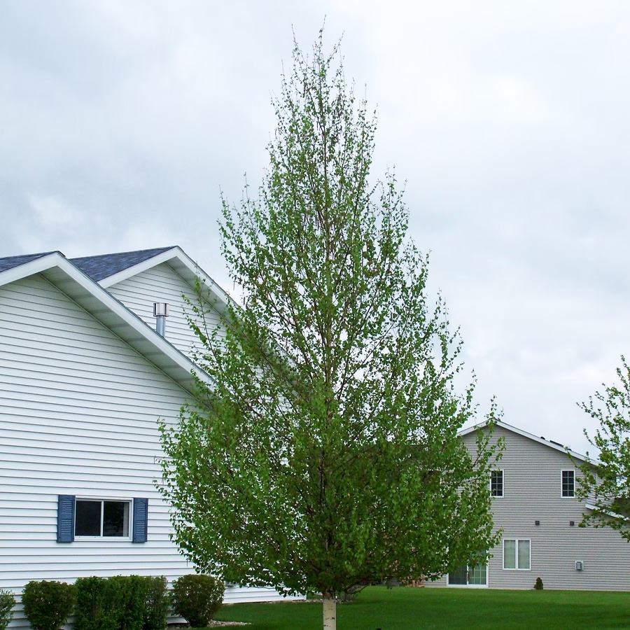 Dakota Pinnacle® Birch For Sale Online | The Tree Center