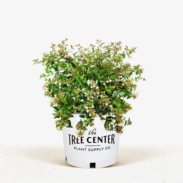 Glossy Abelia For Sale (Abelia x Grandiflora) | The Tree Center