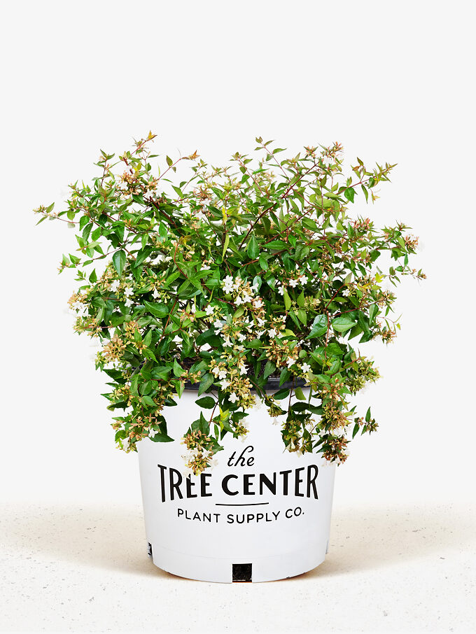 Twist Of Vanilla Abelia For Sale Online | The Tree Center