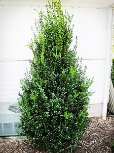 Boxwood Shrubs For Sale Online | The Tree Center
