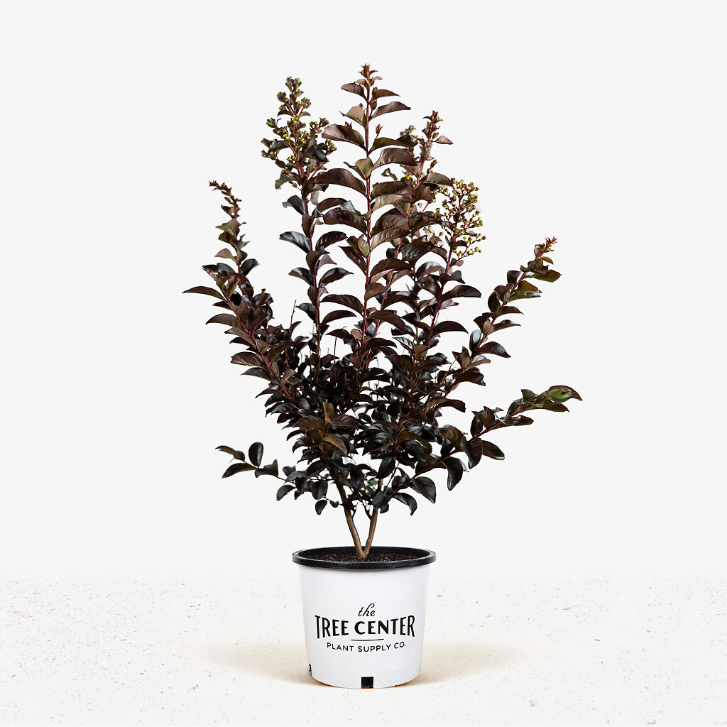 Lunar Magic Crape Myrtle For Sale Online | The Tree Center